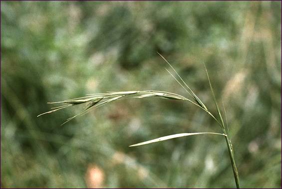 Morwell National Park - Species - Microlaena stipoides